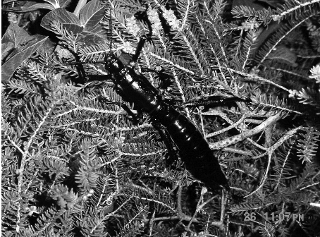 Except they weren’t: The Tree Lobster – Jordan Raddick